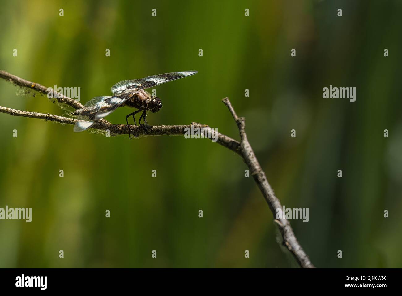 A dragonfly resting on a twing with black and white wings Stock Photo ...