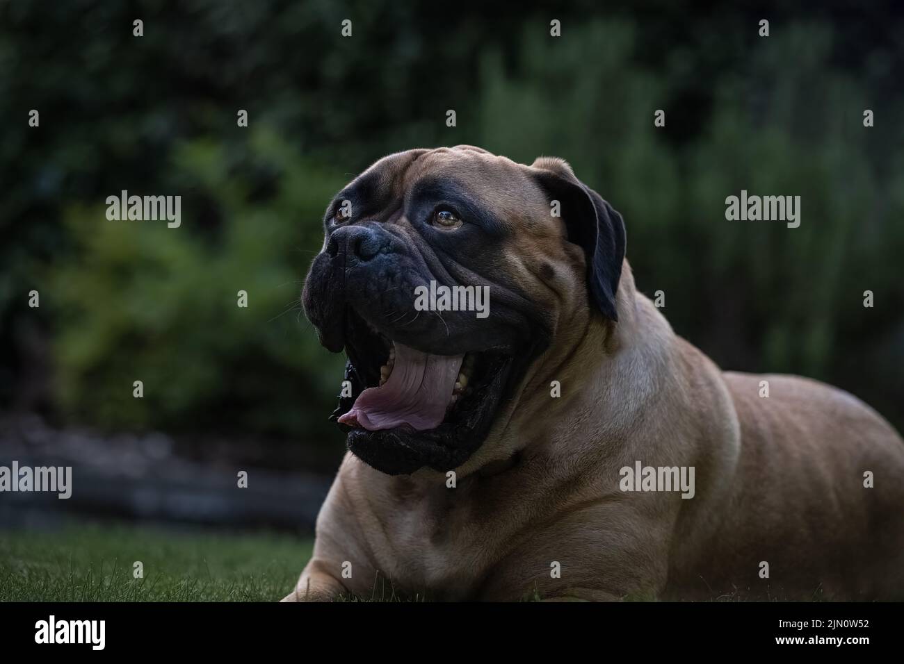 A large bullmastiff lying on grass with wide eyes and her mouth open ...