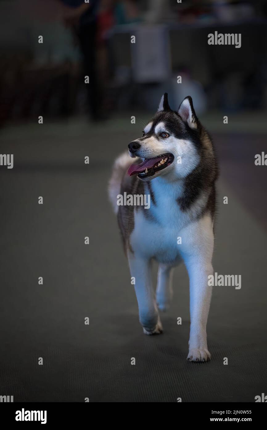 A full grown husky dog walking down a gray walkway with nice eyes Stock ...