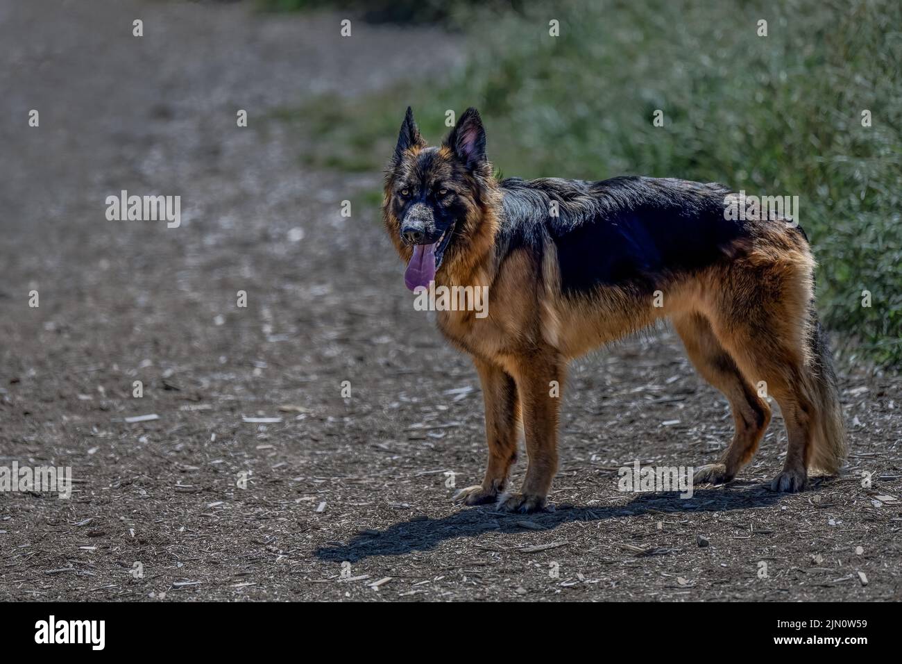A large german shephard standing on a wood chip path Stock Photo - Alamy