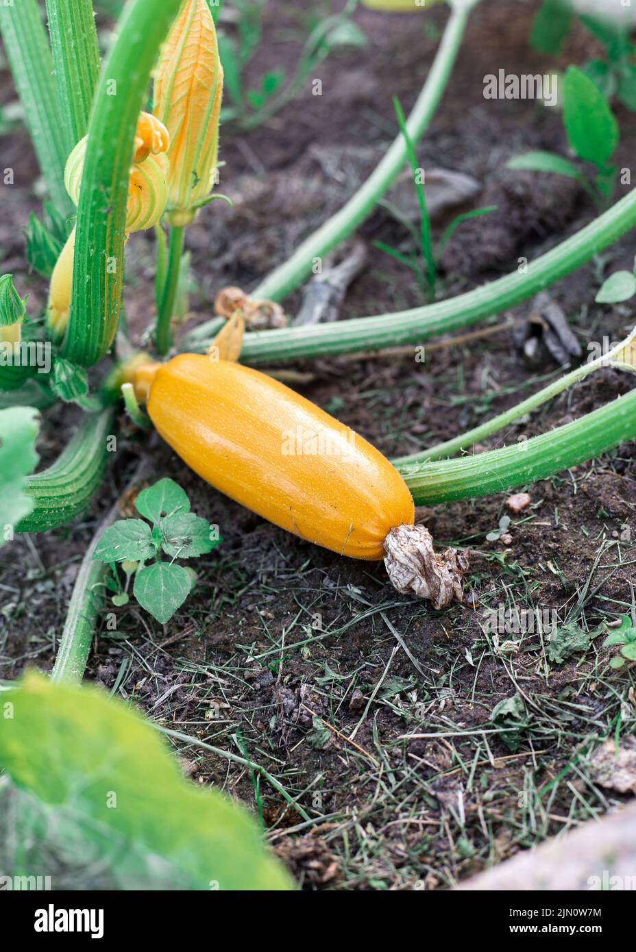 Yellow zucchini in the garden. Useful vegetable Stock Photo - Alamy