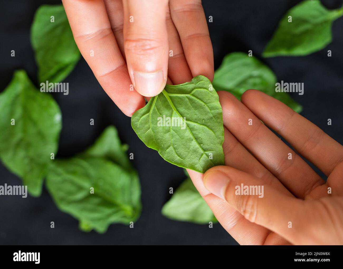 Two spinach leaf hi-res stock photography and images - Alamy