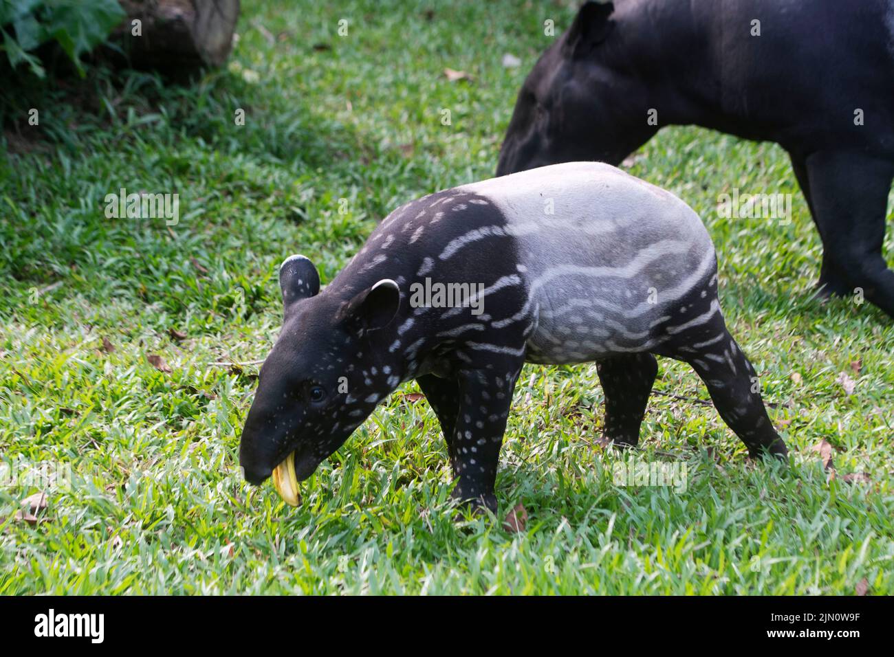 Singapore, Night Safari Singapore in Singapore. 8th Aug, 2022. Bayu, a ...
