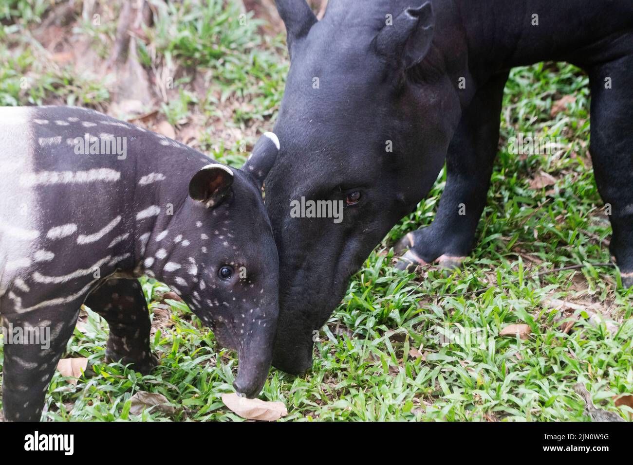 Singapore, Night Safari Singapore in Singapore. 8th Aug, 2022. Bayu (L ...