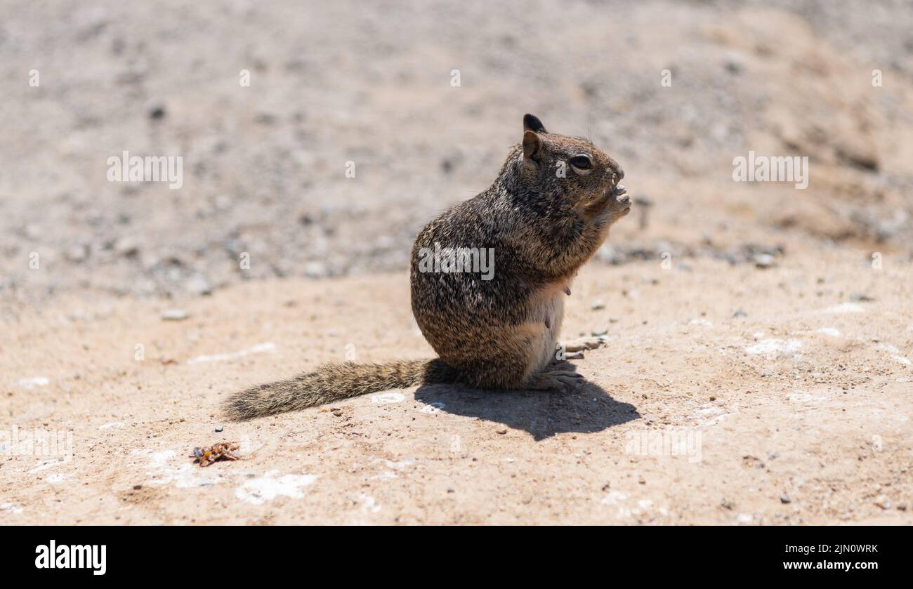 Wild ground-squirrel rodent animal eating sitting on ground Stock Photo ...