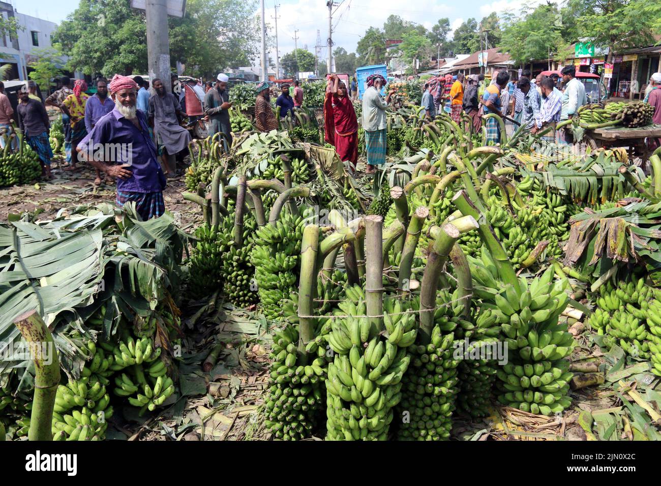 The largest traditional banana market in Bangladesh in Madhupur of ...