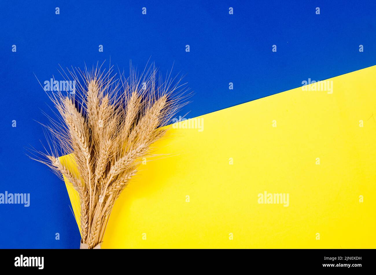Ears of ripe wheat onyellow and blue background. Colors symbols of ...