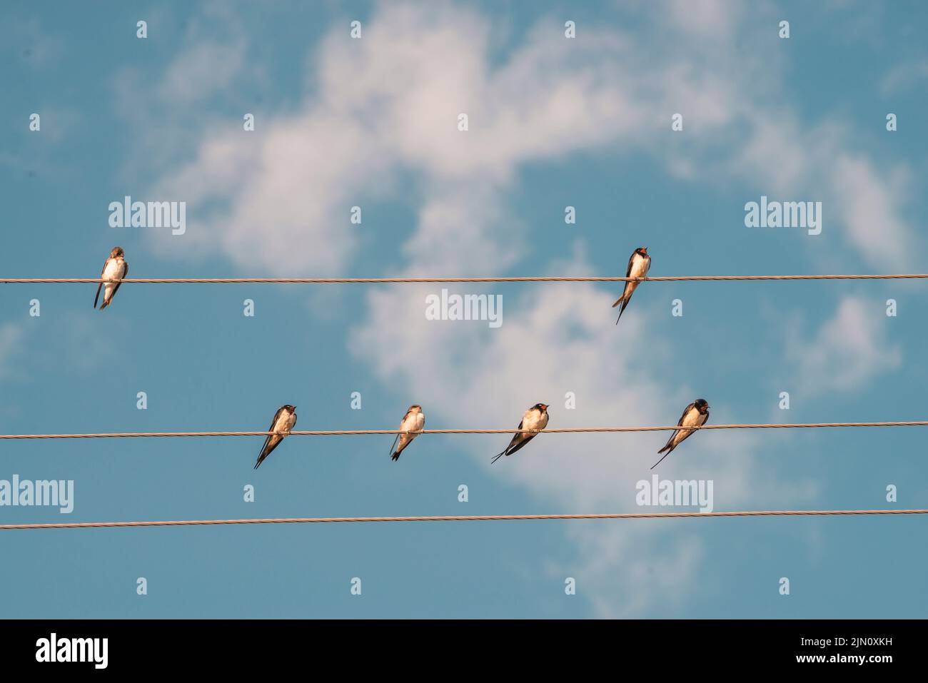 Barn swallow resting and playing on a cable. A fairly large, colorful ...