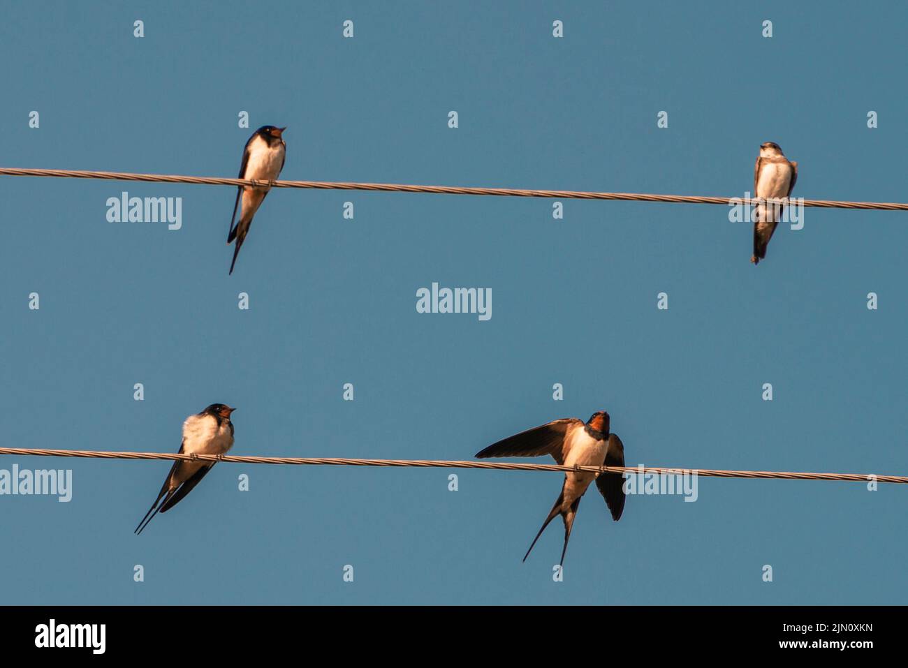 Barn swallow resting and playing on a cable. A fairly large, colorful ...