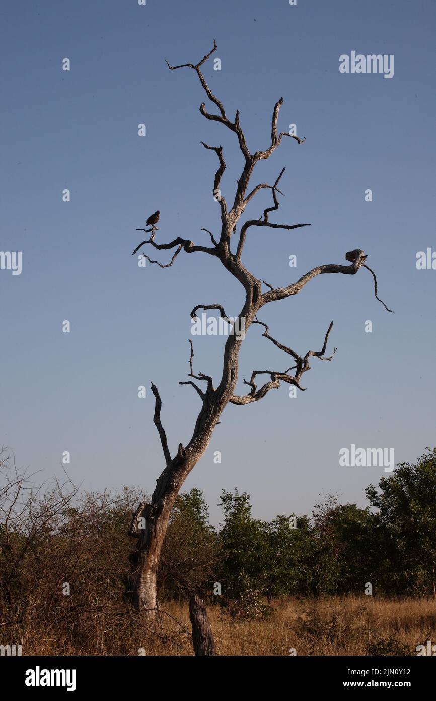 Afrikanischer Busch / African Bush Stock Photo - Alamy