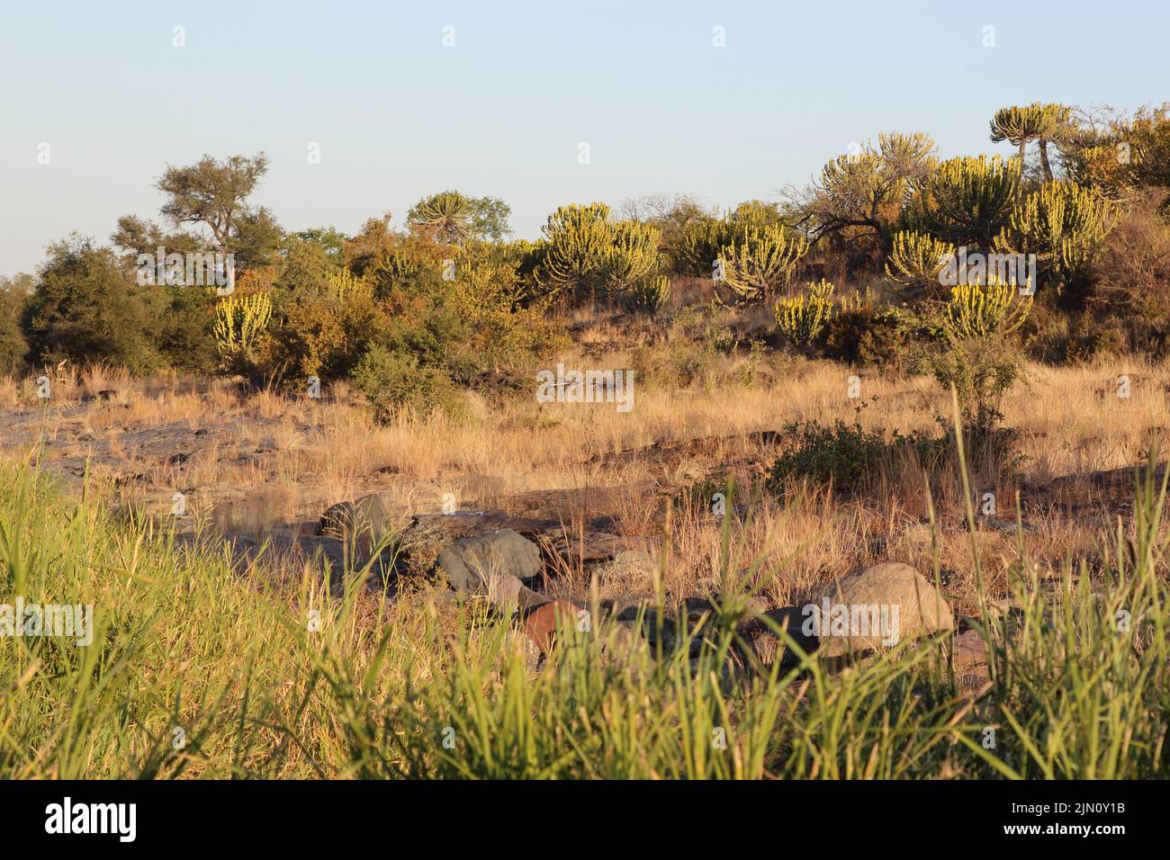 Afrikanischer Busch / African Bush Stock Photo - Alamy