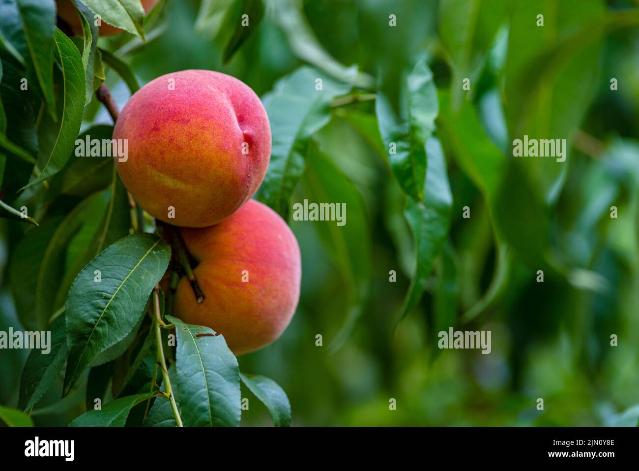 Peach growing on a tree branches Fresh sunset light blur green ...