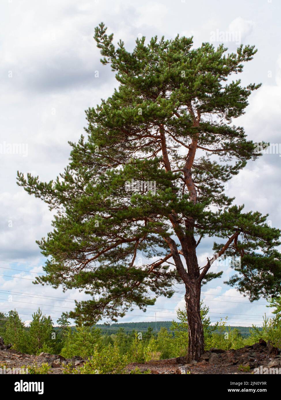 Tree in Falun Copper Mine World Heritage vertical image with stones and ...