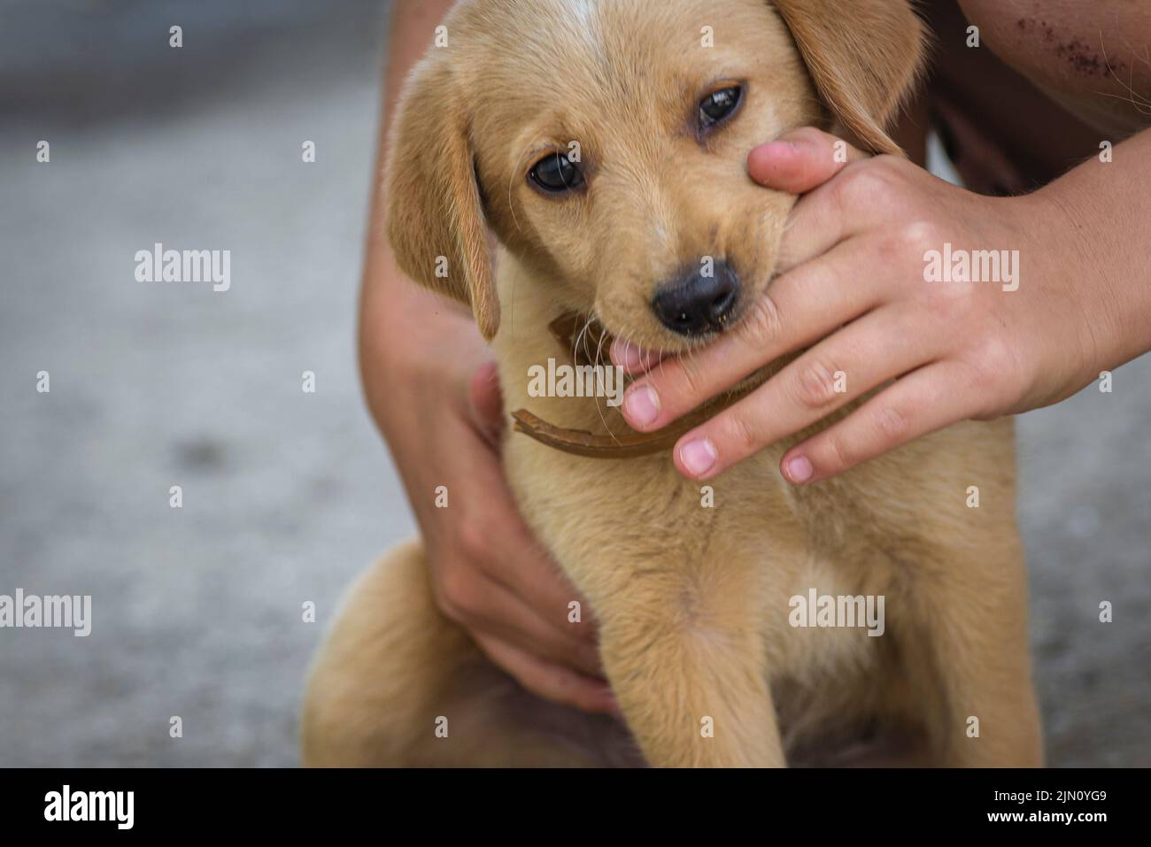 Golden Labrador retriever dog lying Puppy pet having fun bites playing ...