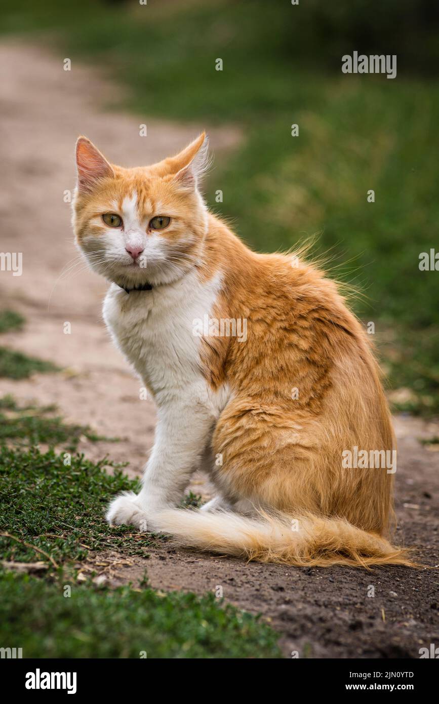 red Cat with kind green eyes, Portrait cute red ginger kitten. happy ...