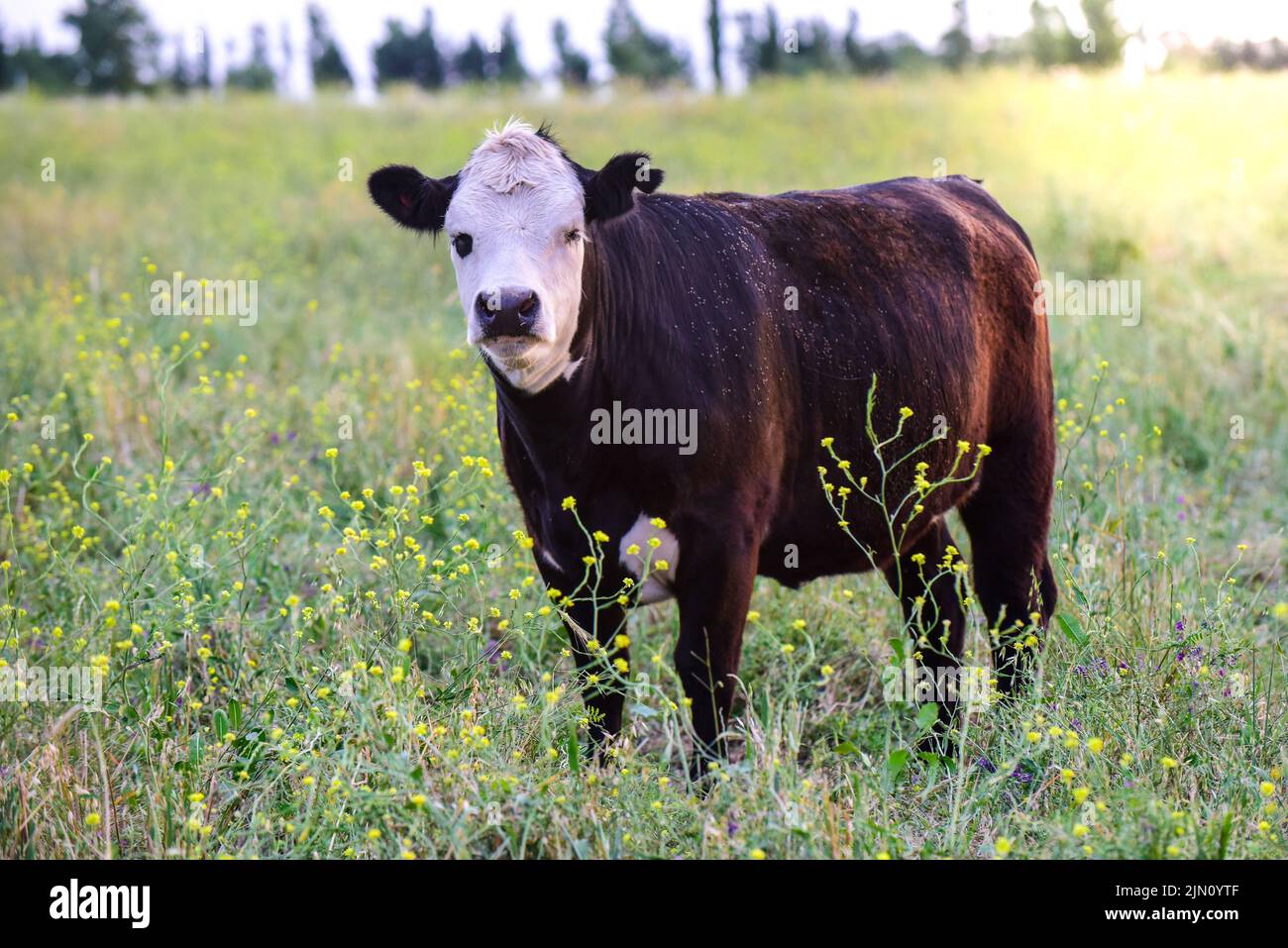 Cows raised with natural pastures, meat production in the Argentine ...