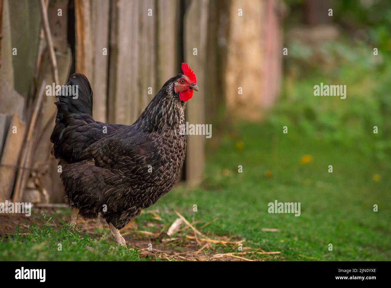 Portrait of the black orpington chicken hen on the grass hen nibbling ...