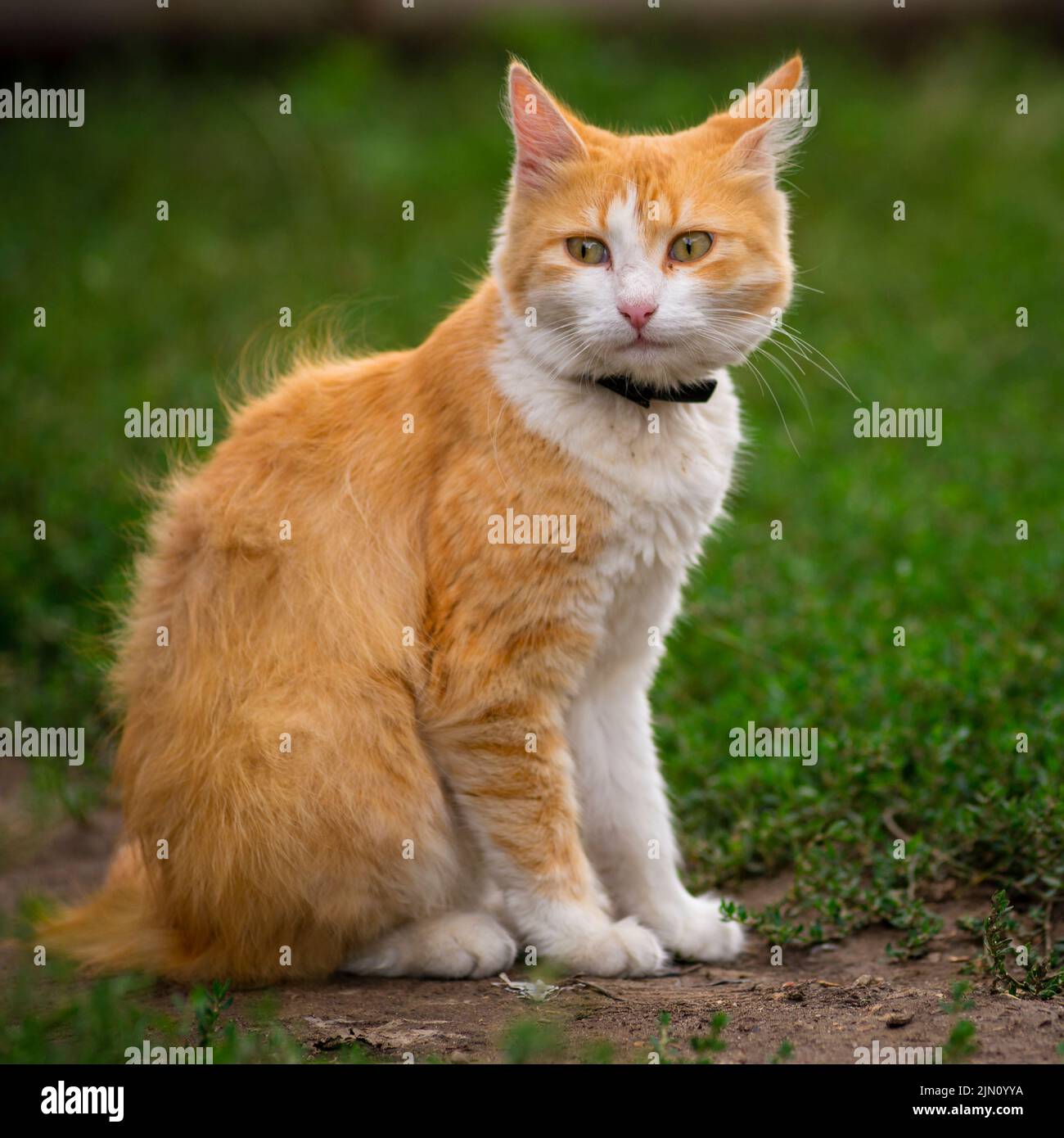 red Cat with kind green eyes, Portrait cute red ginger kitten. happy ...