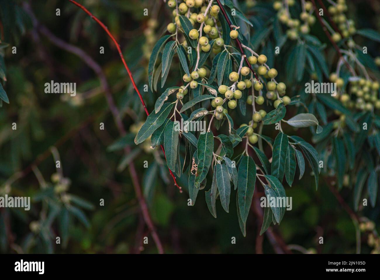 Russian olive tree hi-res stock photography and images - Alamy