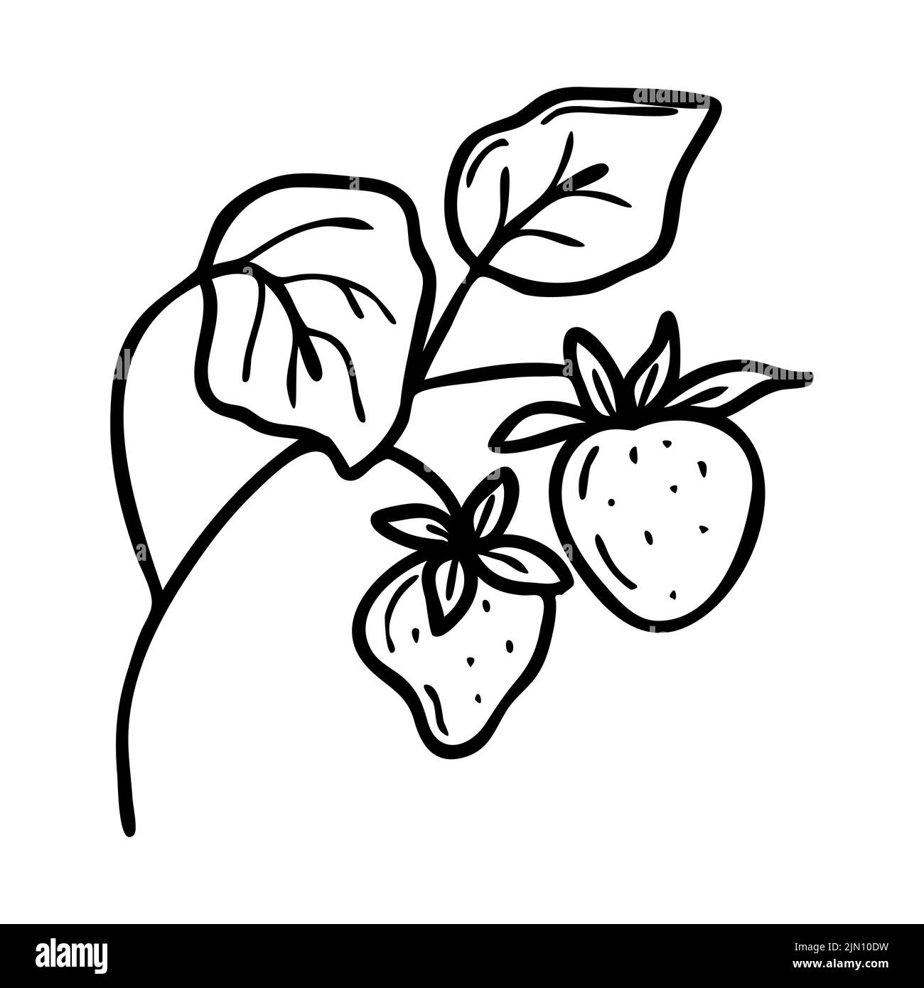 Wild strawberries. Strawberry vector illustration drawn by hand. Wild ...