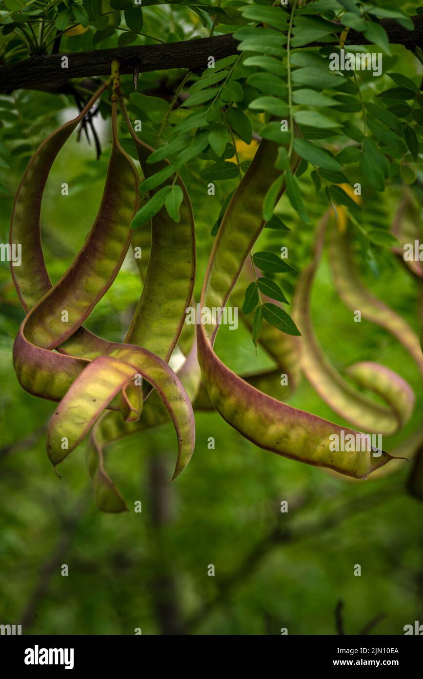 Ceratonia siliqua, commonly known as the wild carob tree or carob bush ...
