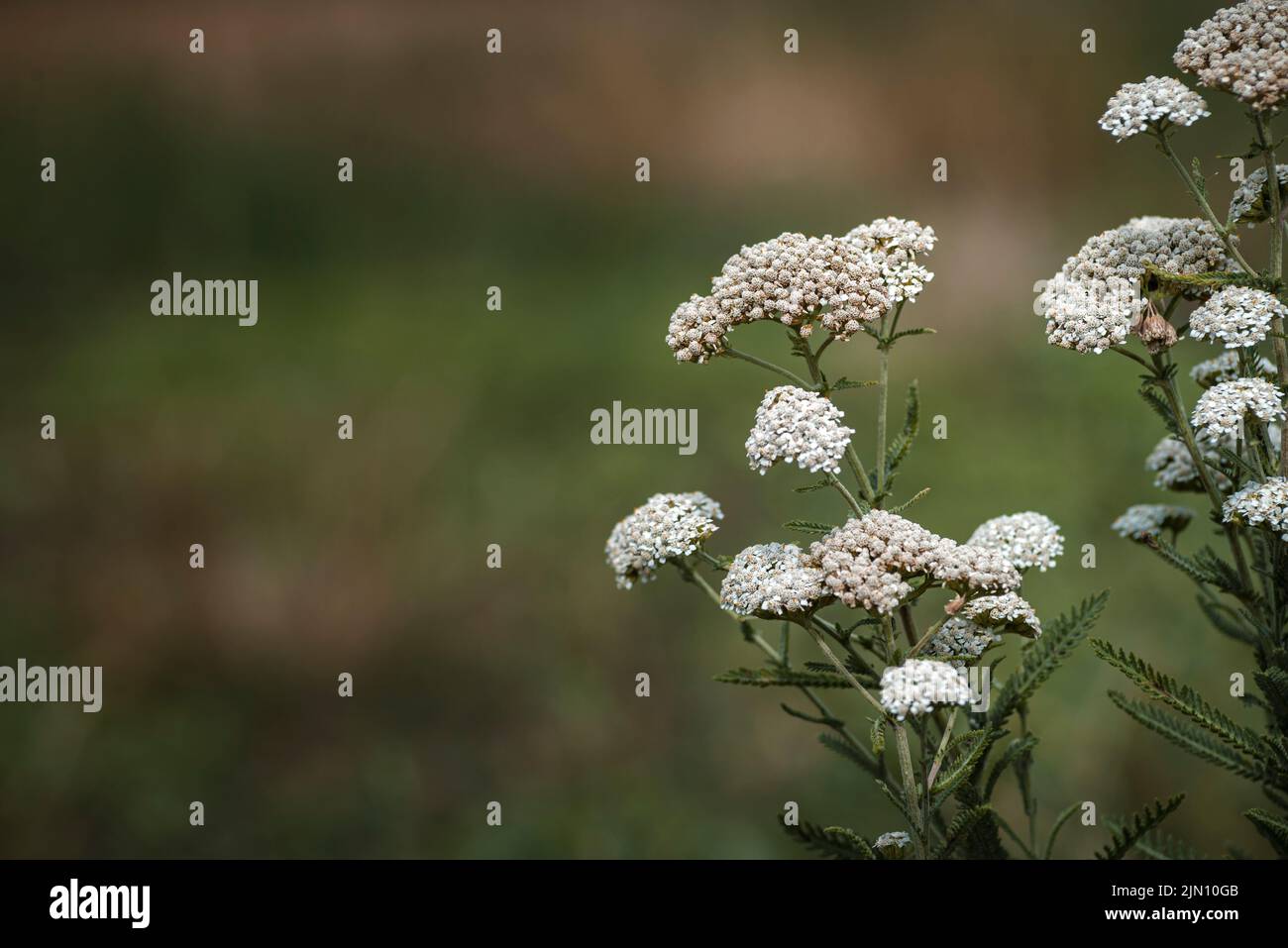 Milfoil flowers in meadow macro photo. Medical herb, Achillea ...