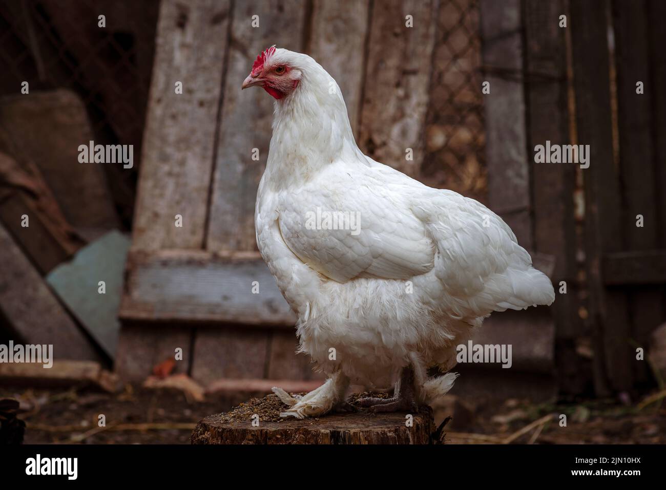 Portrait of the white orpington chicken hen hen house nibbling on the ...