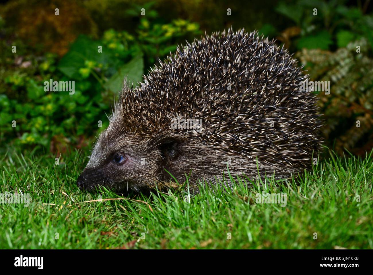 Uk hedgehog habitat hi-res stock photography and images - Alamy