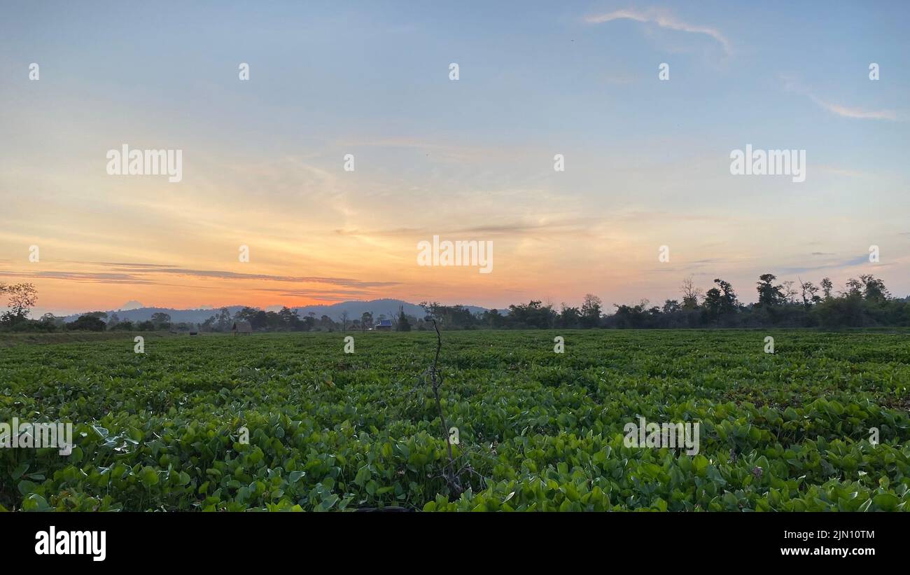 A field of soybean plantation plots on the highlands during sunset ...