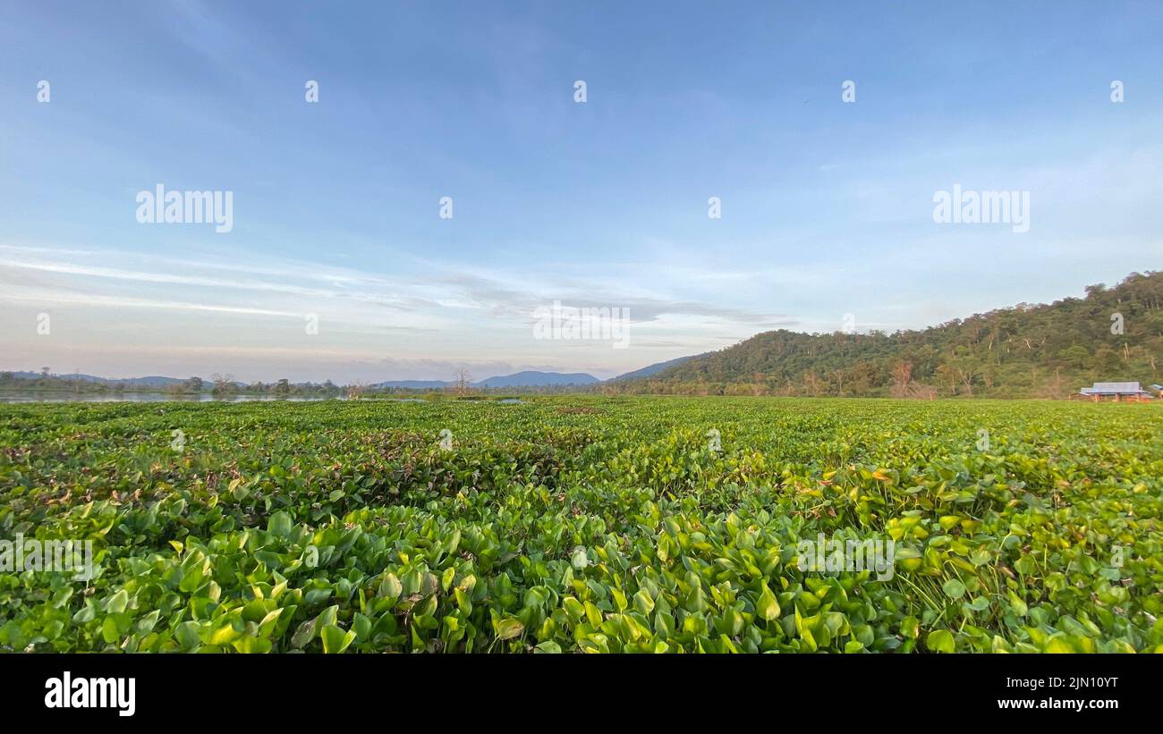 A field of soybean plantation plots on the highlands during sunset ...