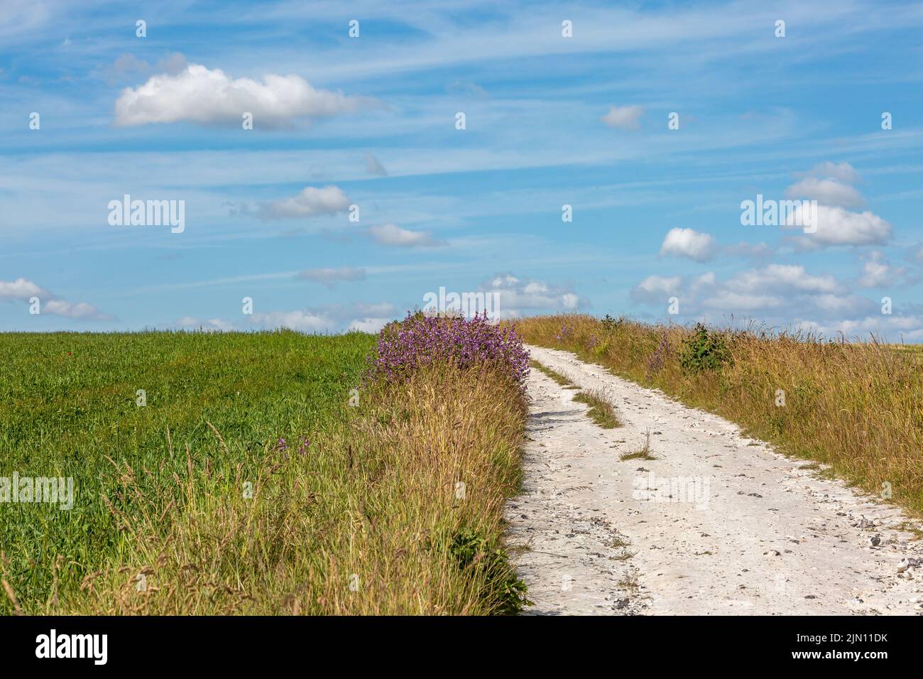 A pathway through farmland in the South Downs Stock Photo - Alamy