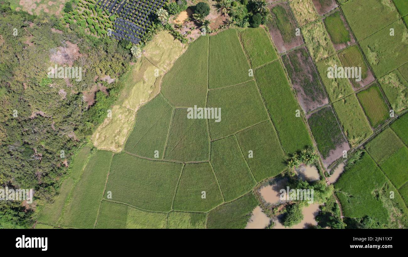 An aerial top view of a landscape with green fields in a rural area ...