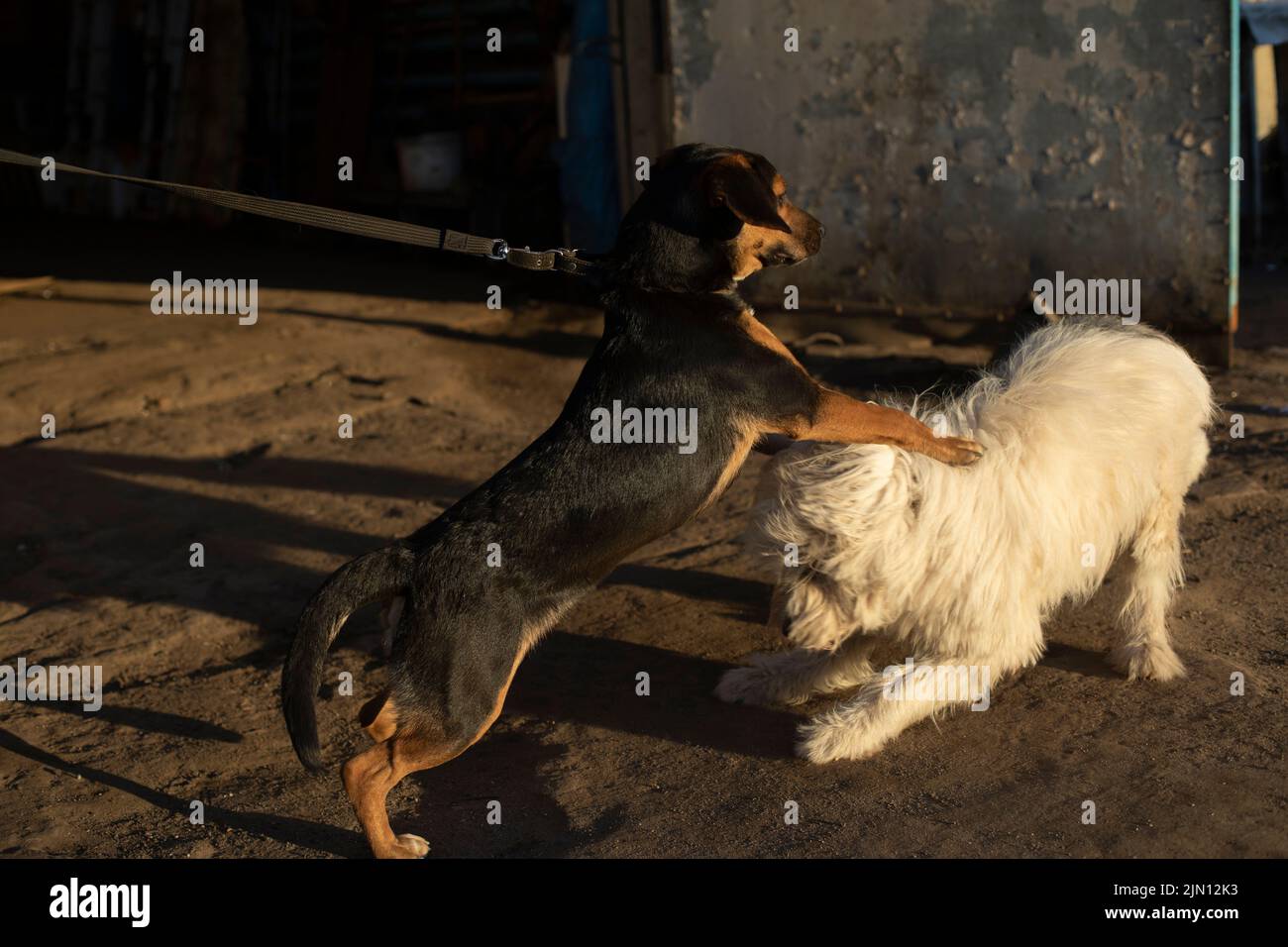 Dogs play outside. Two pets are fighting. Animal play Stock Photo - Alamy