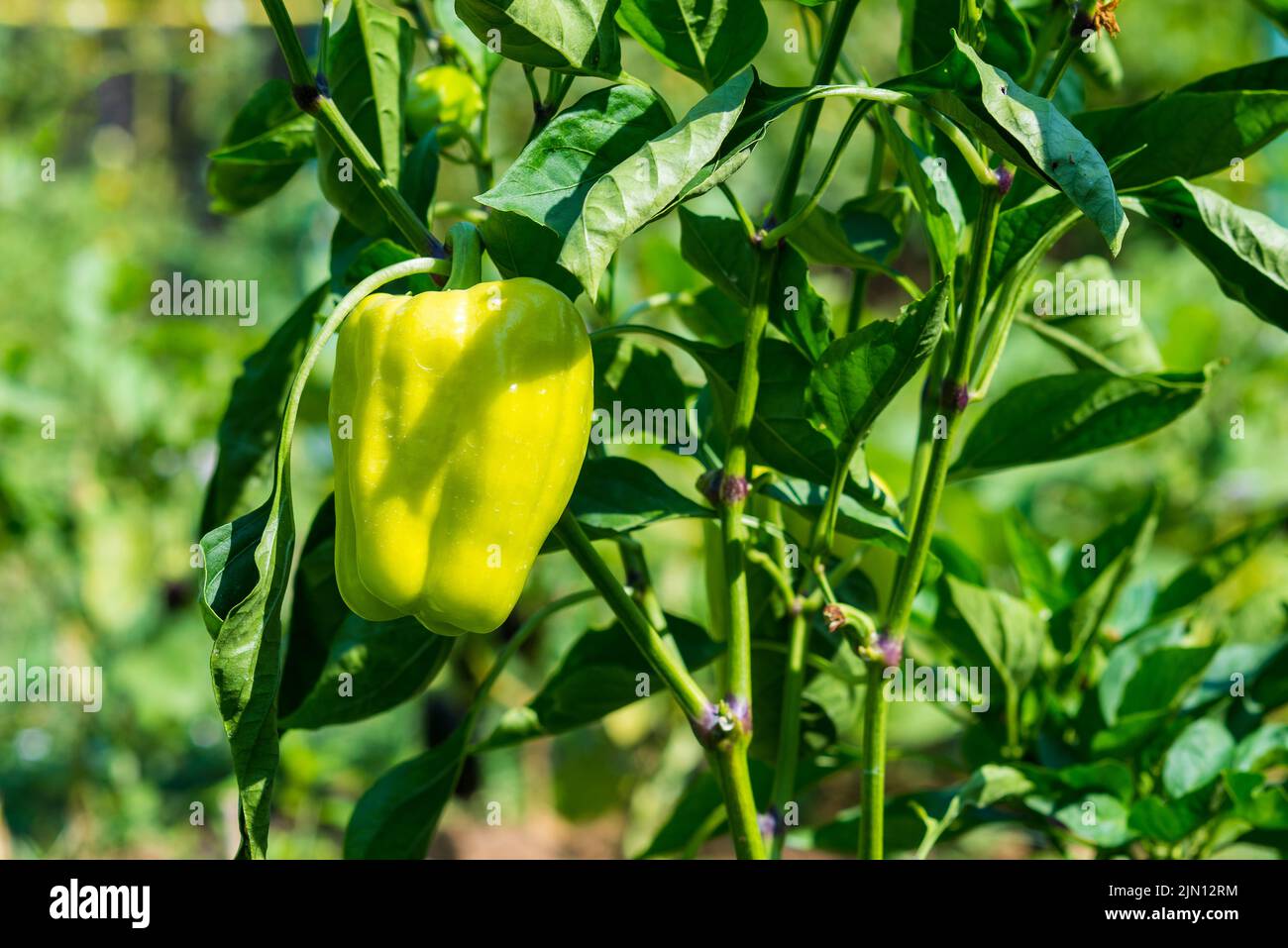 Young green bell pepper grows in a house garden. Bulgarian pepper ...