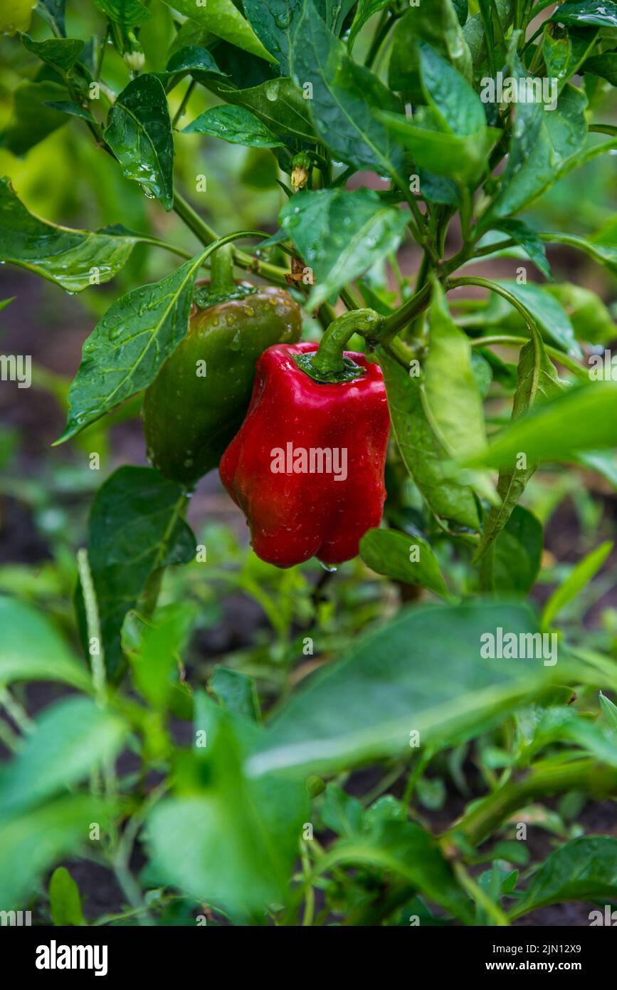 Red bell pepper grows in a house garden. Bulgarian pepper plants ...
