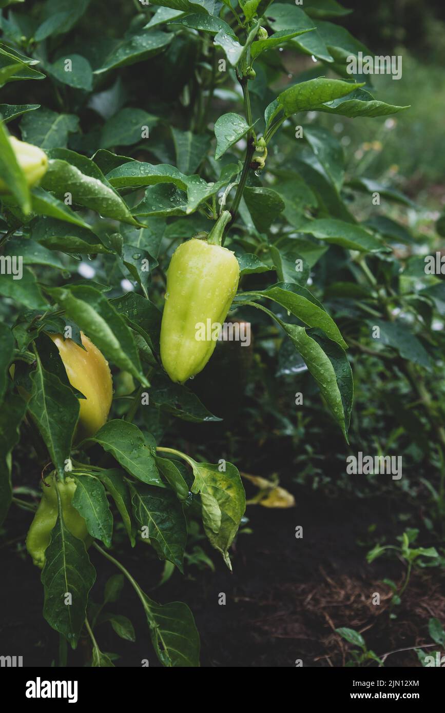 Young green bell pepper grows in a house garden. Bulgarian pepper ...