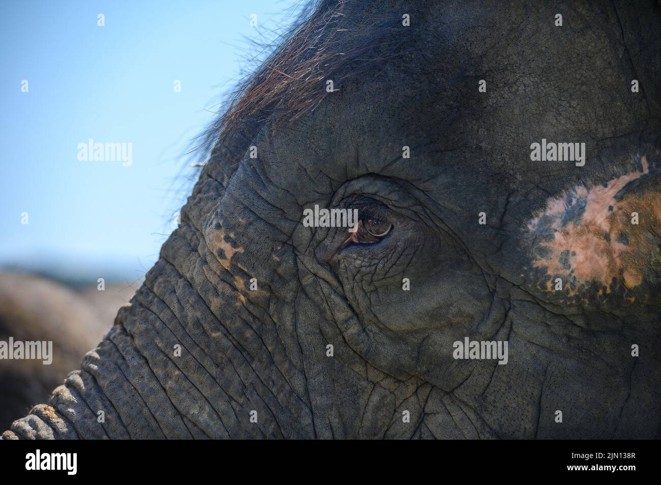 Asian elephant's eye in profile close-up against the blue sky. Portrait ...