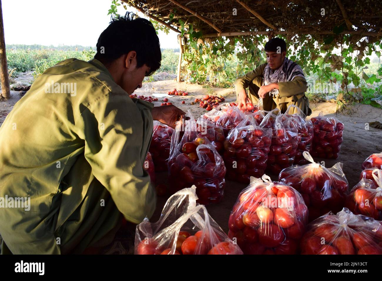 Afghanistan baghlan tomatoes hi-res stock photography and images - Alamy