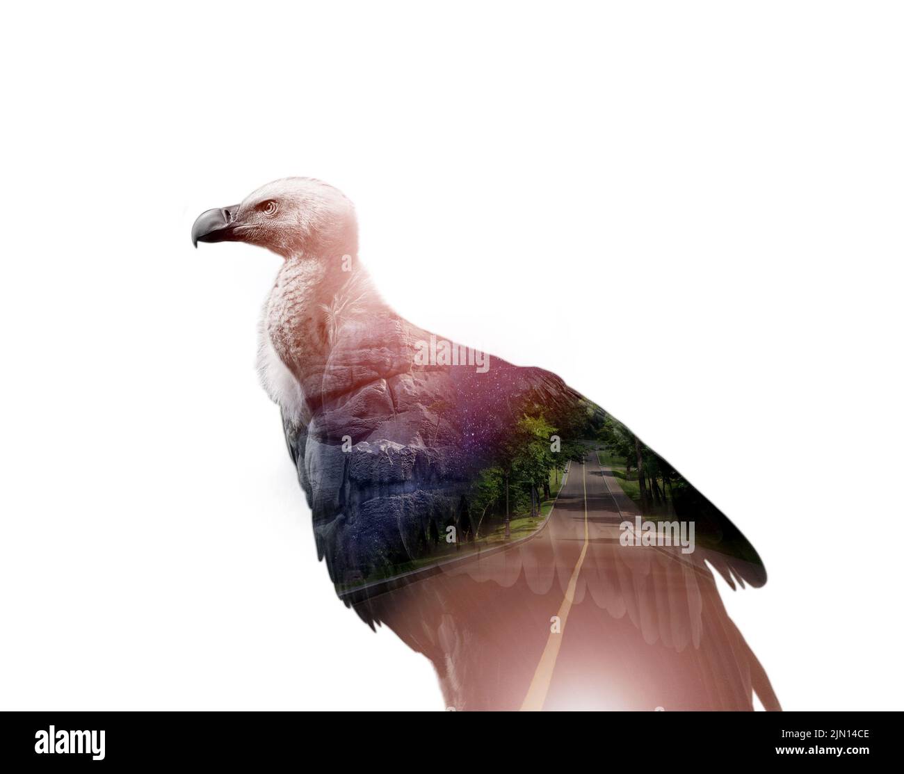 Gorgeous Griffon Vulture in Double Exposure with Forest Landscape ...