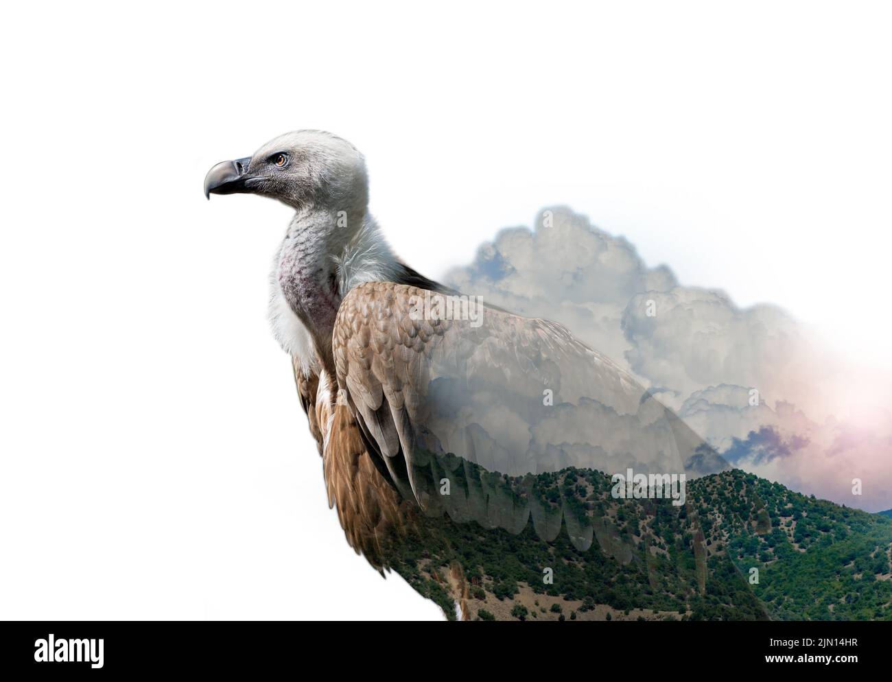 Gorgeous Griffon Vulture in Double Exposure with Forest Landscape ...