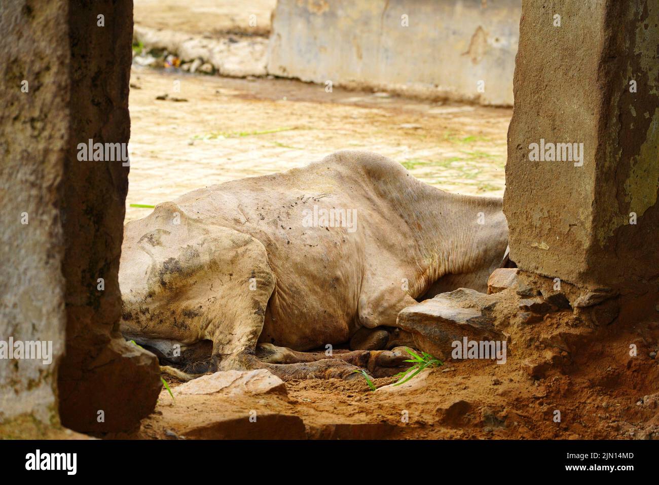 Indian Farmers gives Herbal mixture composed for lumpy skin disease ...