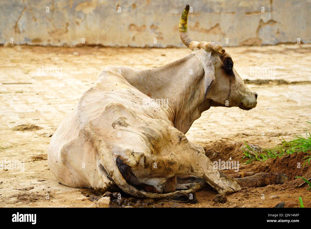 Indian cow disease hi-res stock photography and images - Alamy
