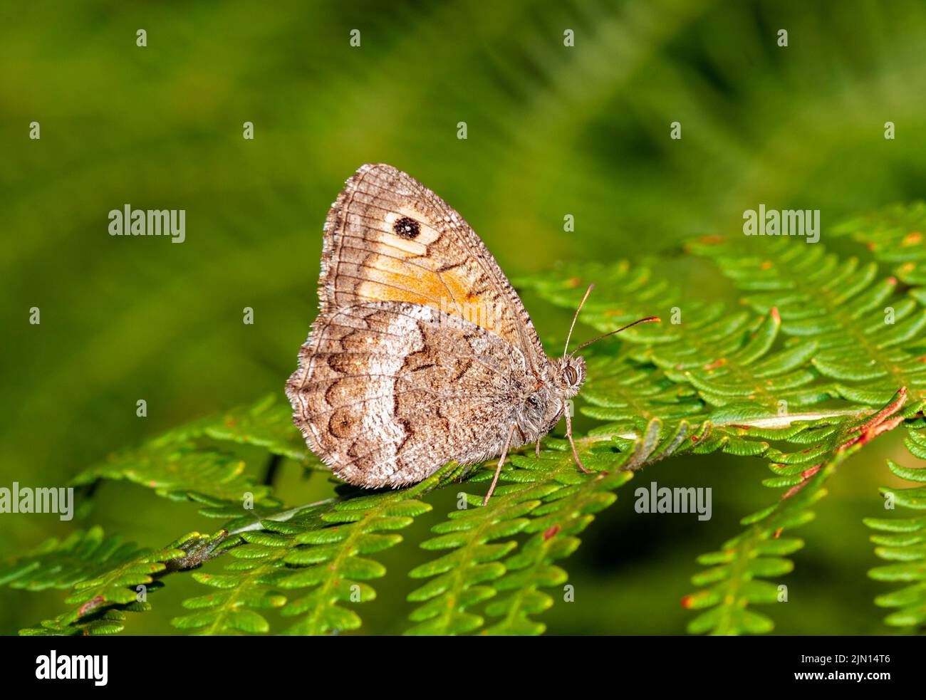 little butterflies continue their generation in small parks in the city ...