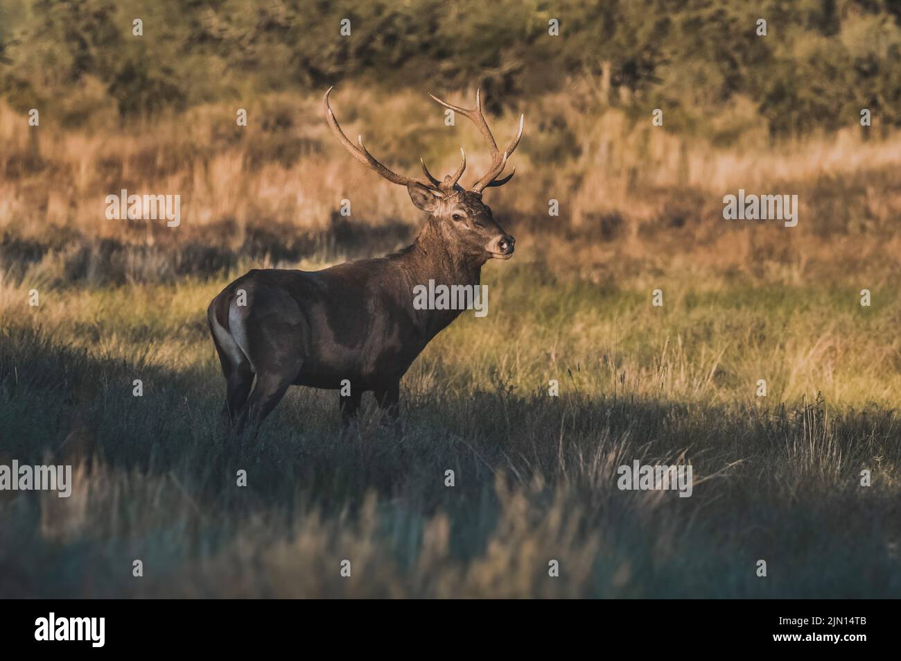 Red deer roaring, Parque Luro Nature Reserve, La Pampa Province ...