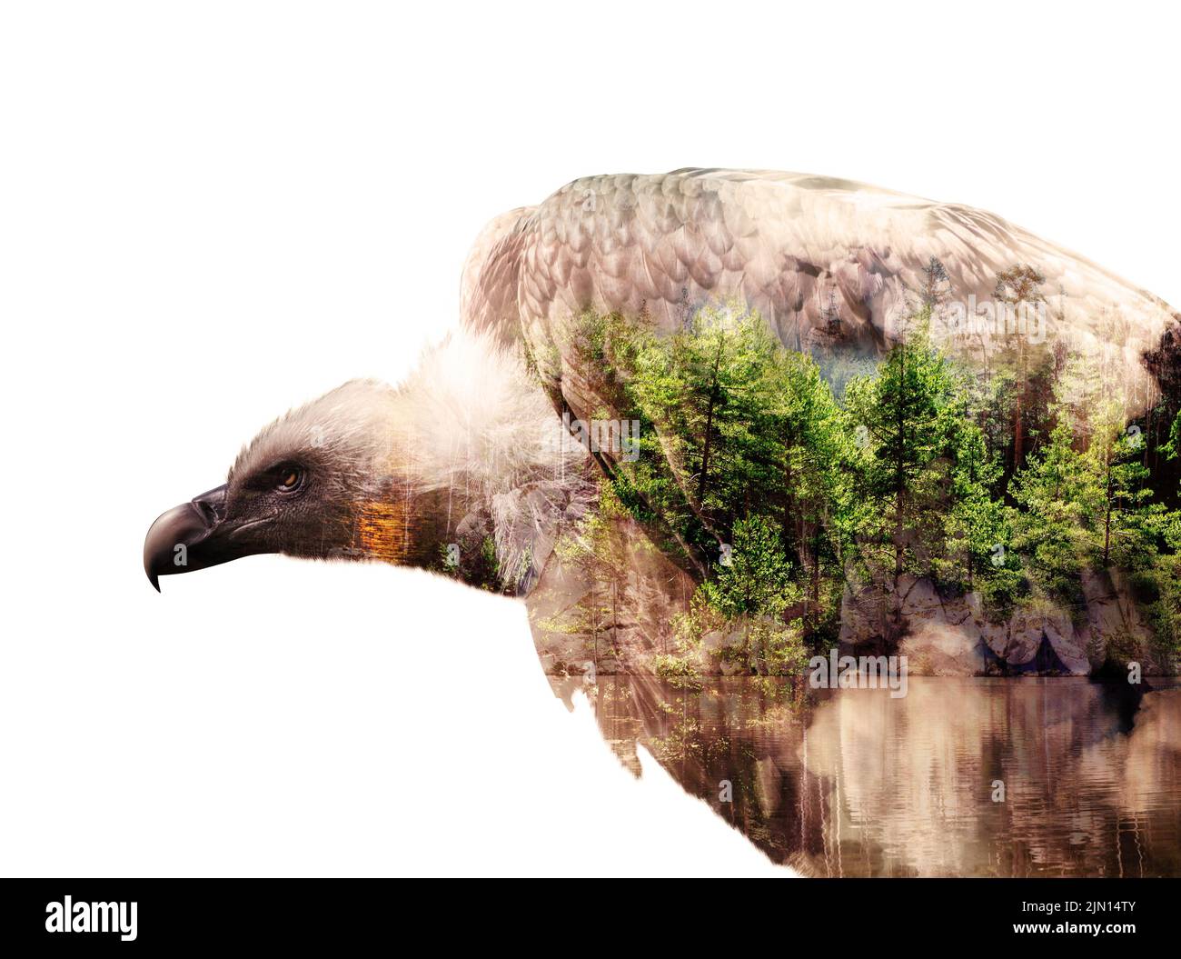Gorgeous Griffon Vulture in Double Exposure with Forest Landscape ...
