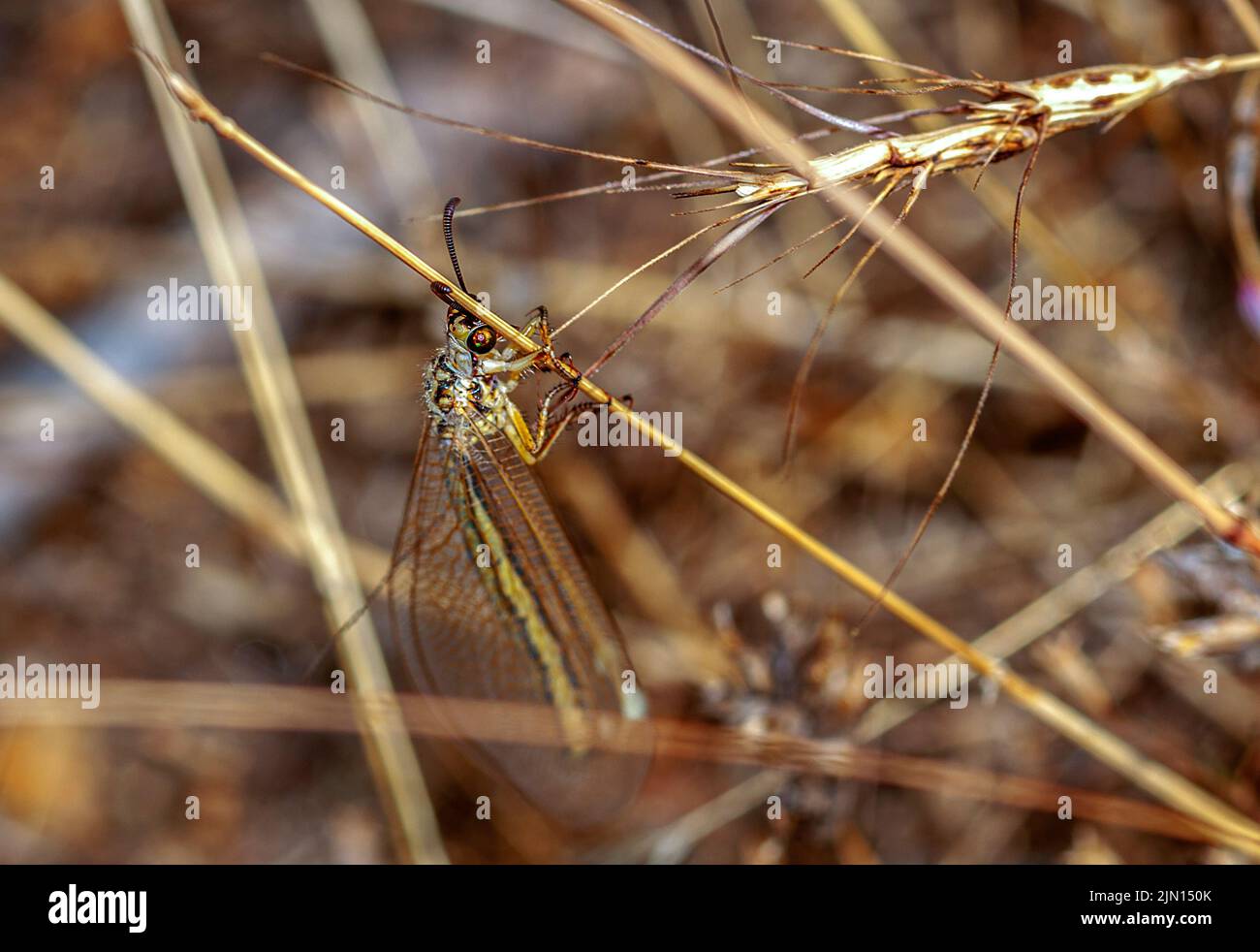 Dragonflies are insects with long bodies, transparent wings, and large ...