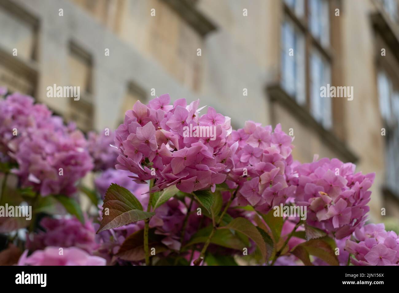 Pink hydrangea flowers in the garden at Christ's College, part of ...