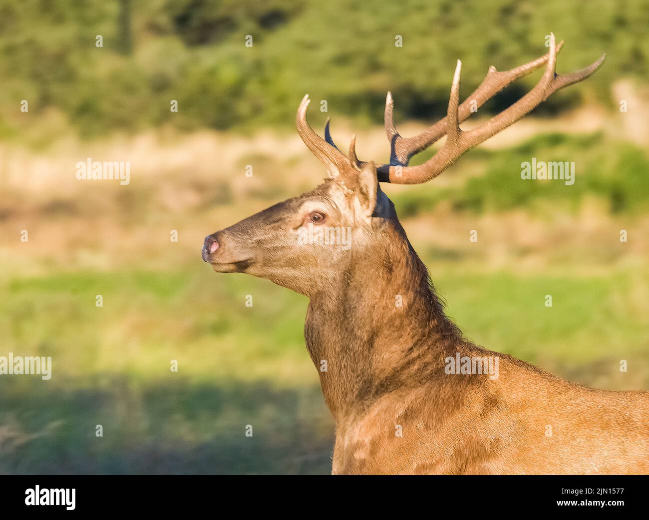 Red deer roaring, Parque Luro Nature Reserve, La Pampa Province ...