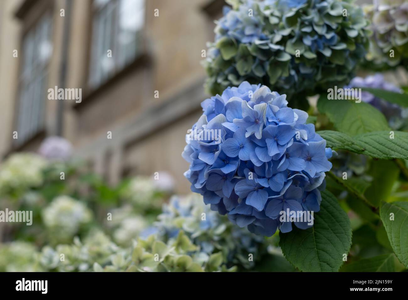 Cambridge UK. August 2022. Blue hydrangea flowers in the garden at Christ's College, part of ...