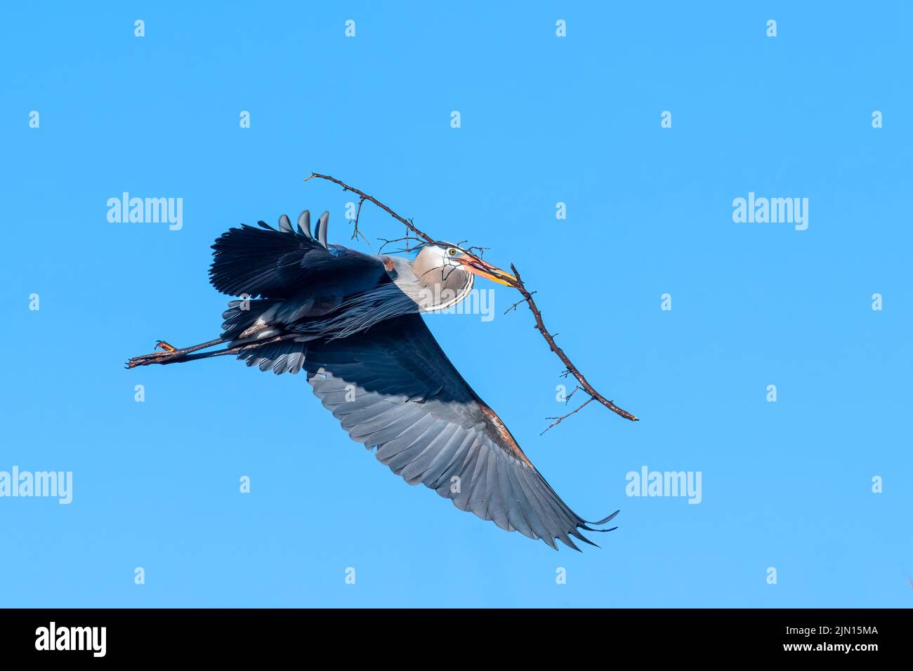 Great Blue Heron, flying, carrying nesting material to nest, E North ...